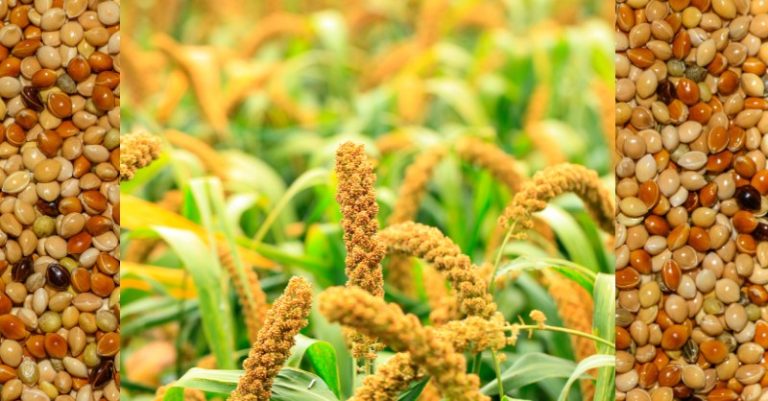 Health Benefits of Millets for a Healthy Lifestyle