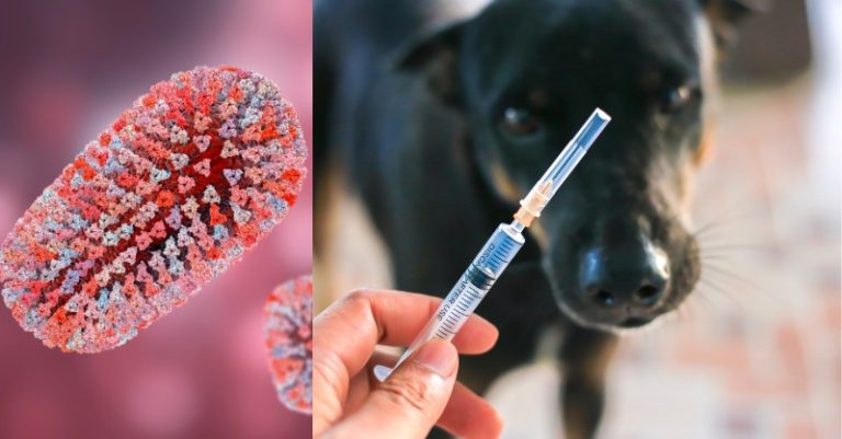 Rabies virus transmission: How it spreads and prevention